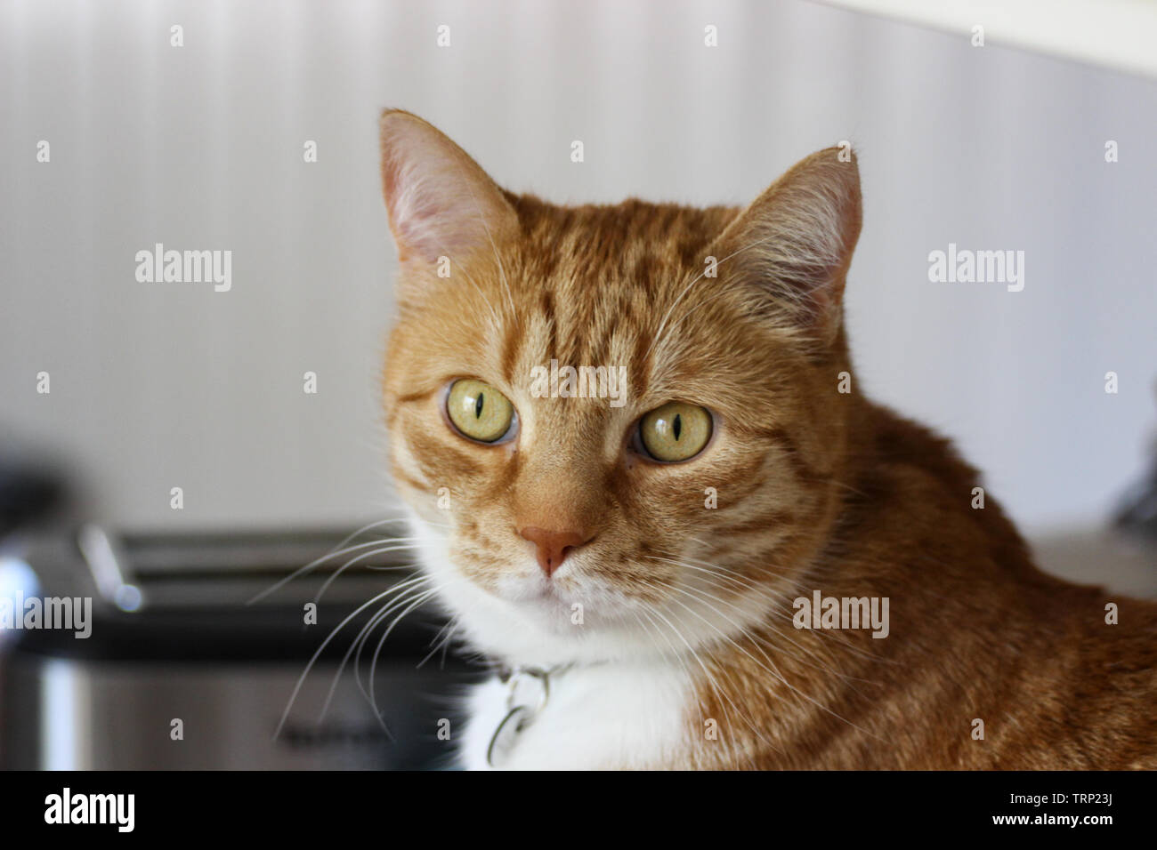 Domestic ginger tabby cat hi-res stock photography and images - Alamy