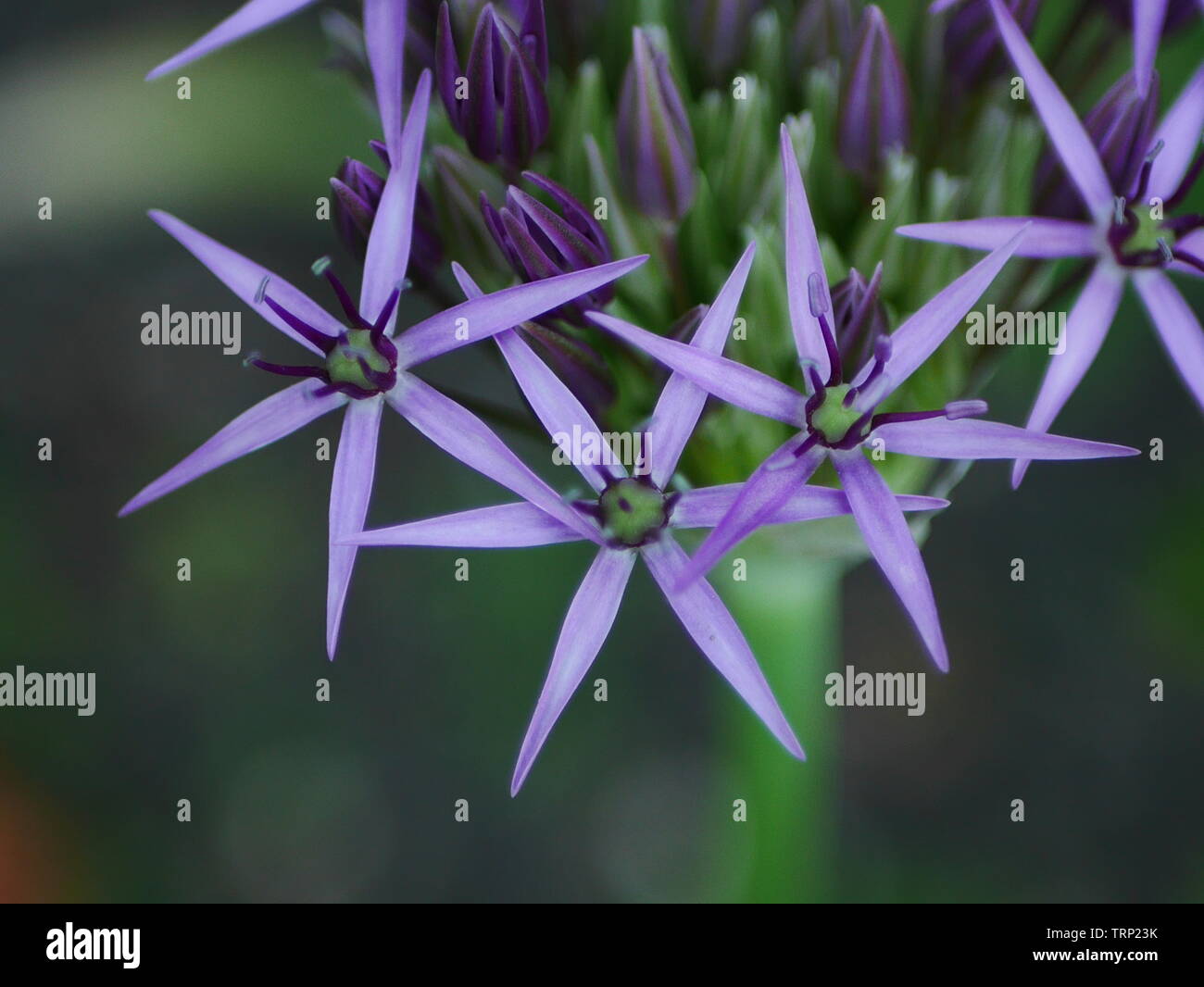 Purple Star Shaped Flowers High Resolution Stock Photography and Images ...
