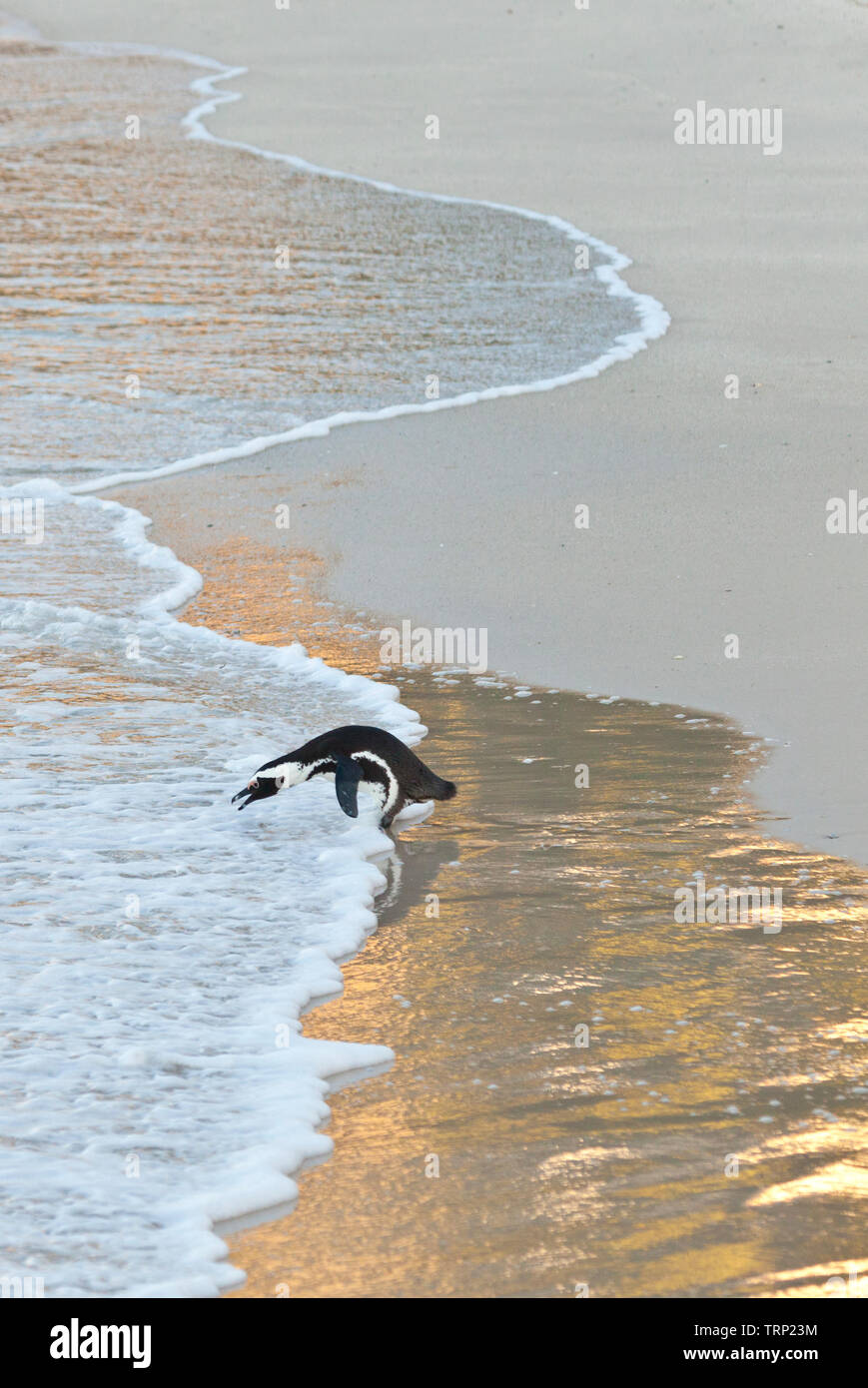 AFRICAN PENGUIN-PINGÜINO DEL CABO (Spheniscus demersus), Boulders Beach ...