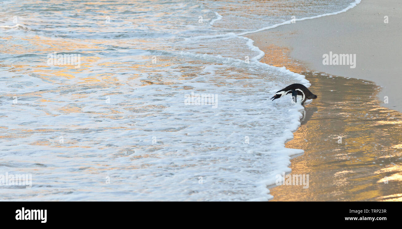 AFRICAN PENGUIN-PINGÜINO DEL CABO (Spheniscus demersus), Boulders Beach ...