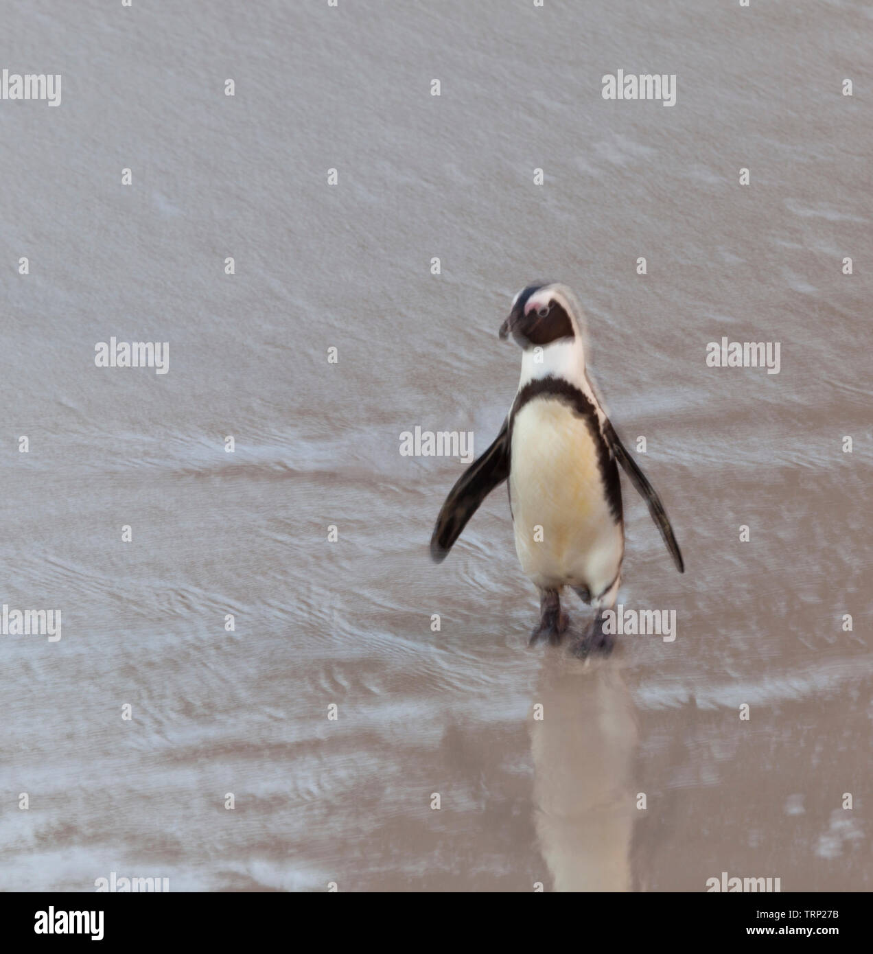 AFRICAN PENGUIN-PINGÜINO DEL CABO (Spheniscus demersus), Boulders Beach ...
