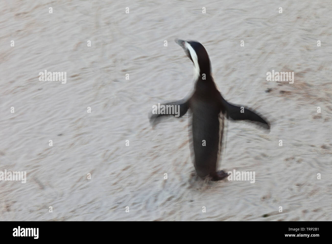 AFRICAN PENGUIN-PINGÜINO DEL CABO (Spheniscus demersus), Boulders Beach ...