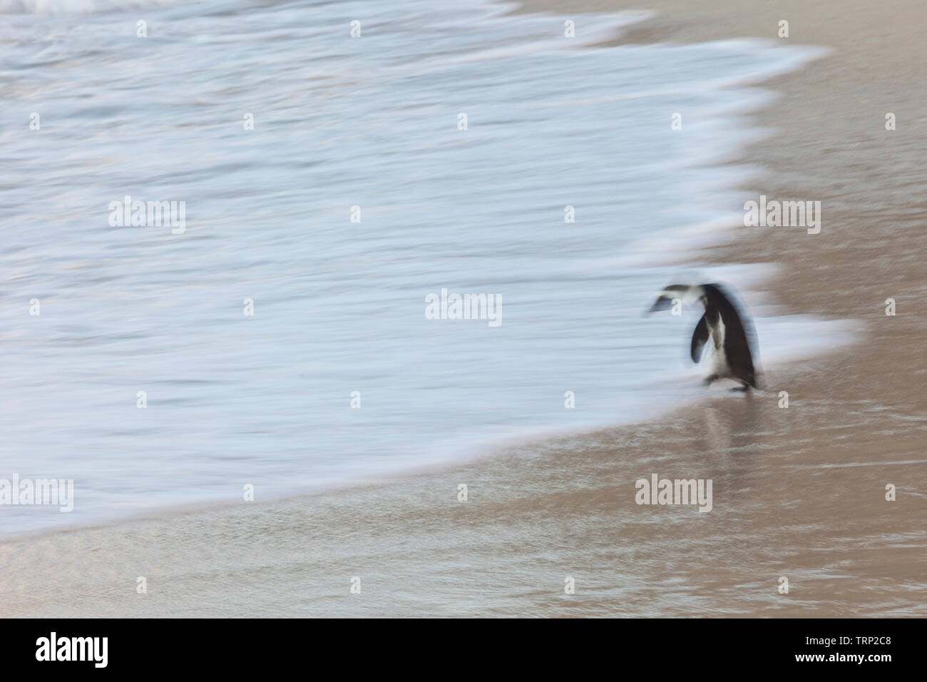 AFRICAN PENGUIN-PINGÜINO DEL CABO (Spheniscus demersus), Boulders Beach ...