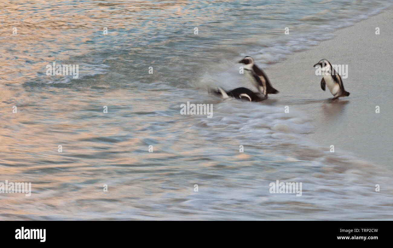 AFRICAN PENGUIN-PINGÜINO DEL CABO (Spheniscus demersus), Boulders Beach ...