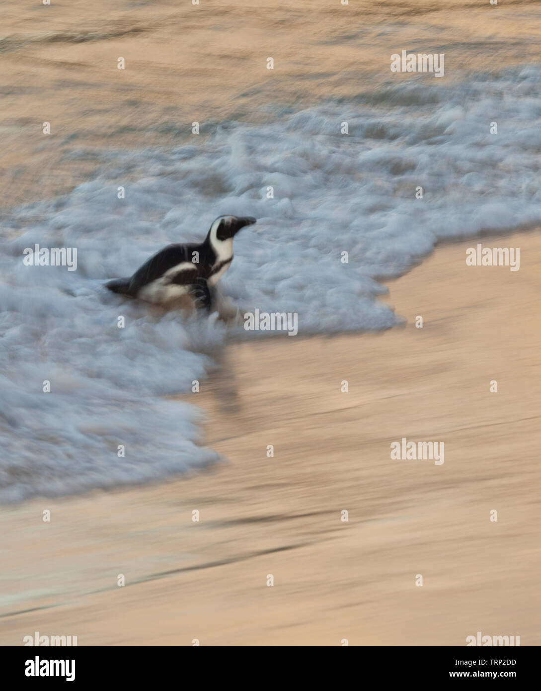 AFRICAN PENGUIN-PINGÜINO DEL CABO (Spheniscus demersus), Boulders Beach ...