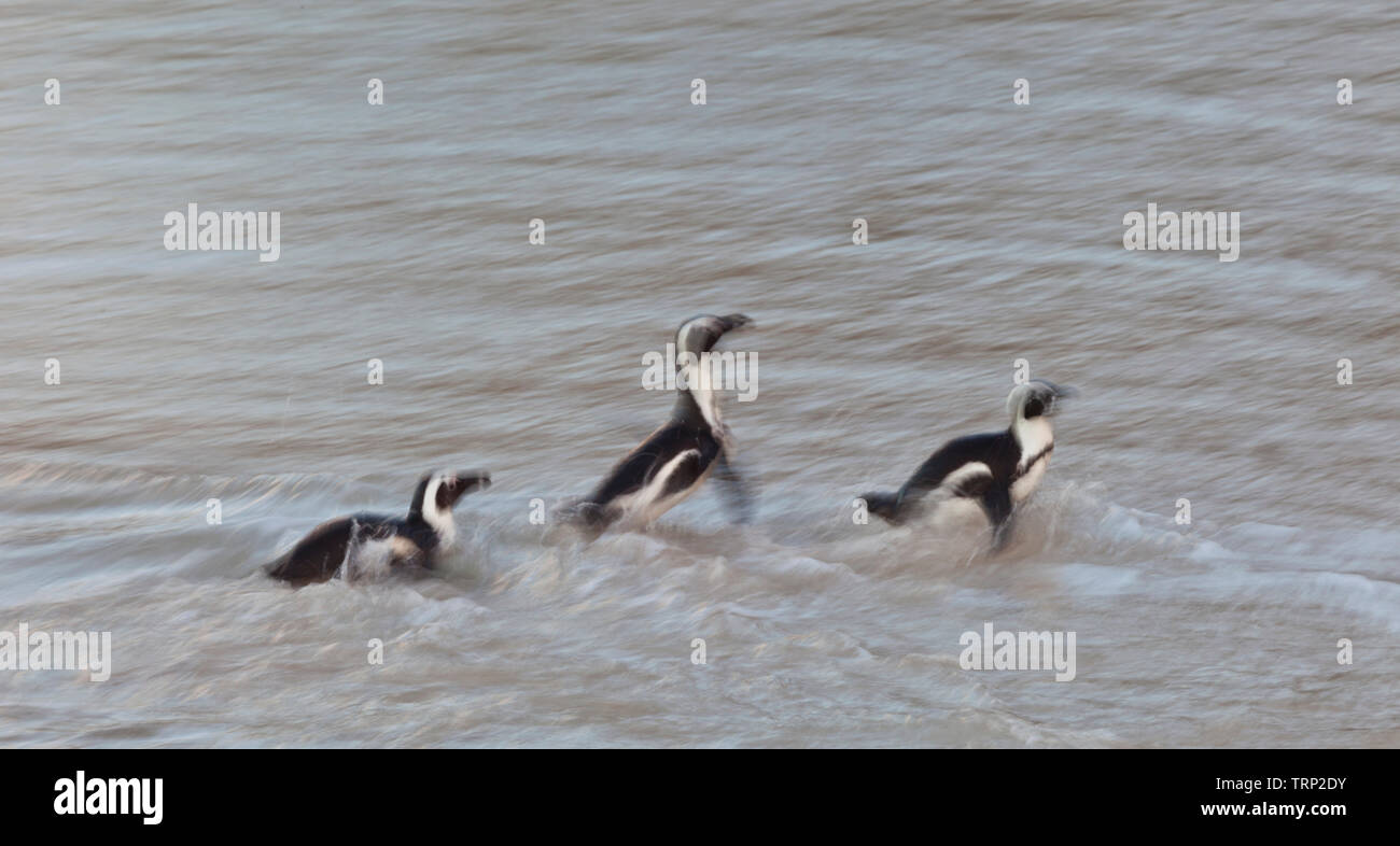 AFRICAN PENGUIN-PINGÜINO DEL CABO (Spheniscus demersus), Boulders Beach ...