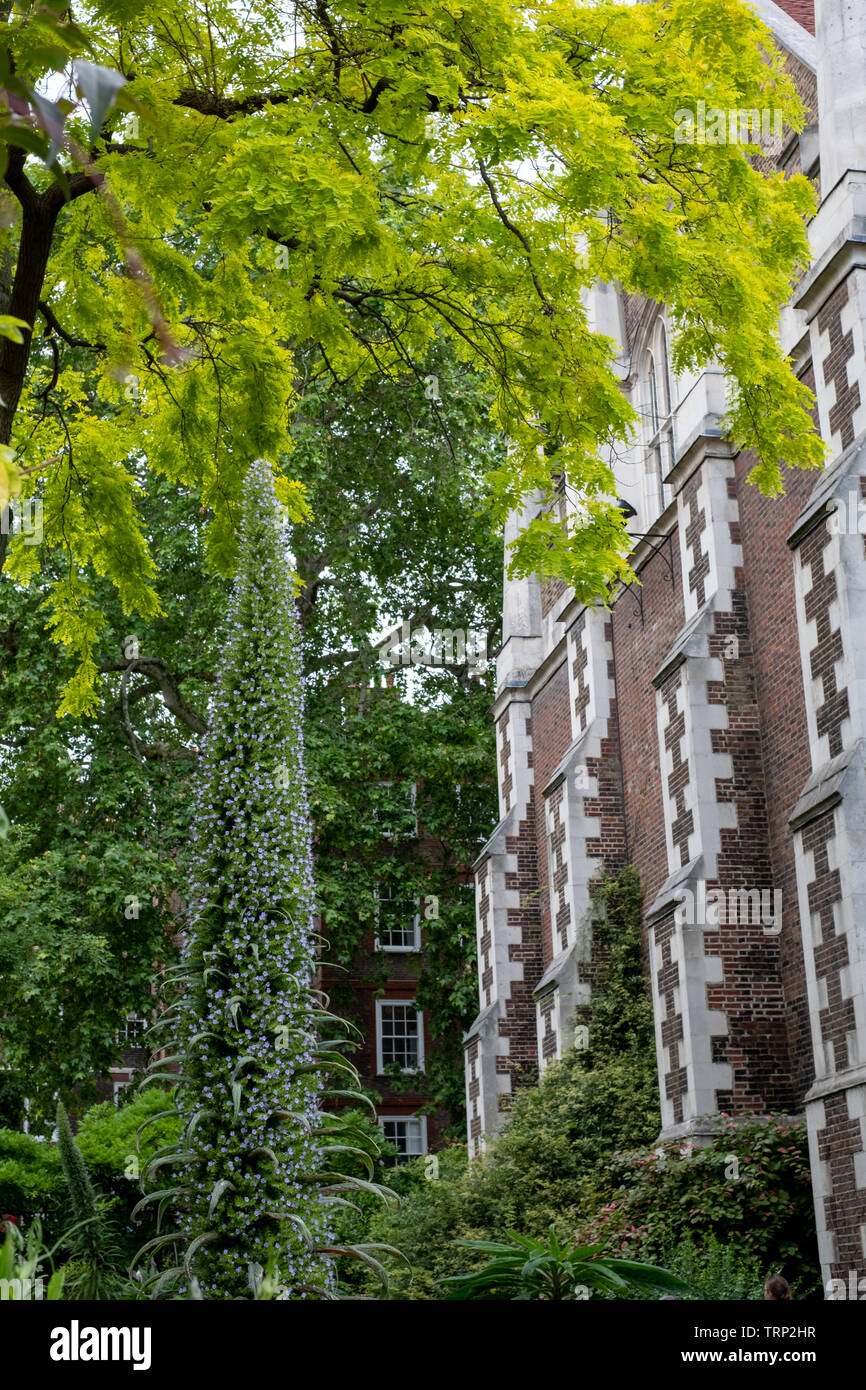 Middle temple garden london hi-res stock photography and images - Alamy