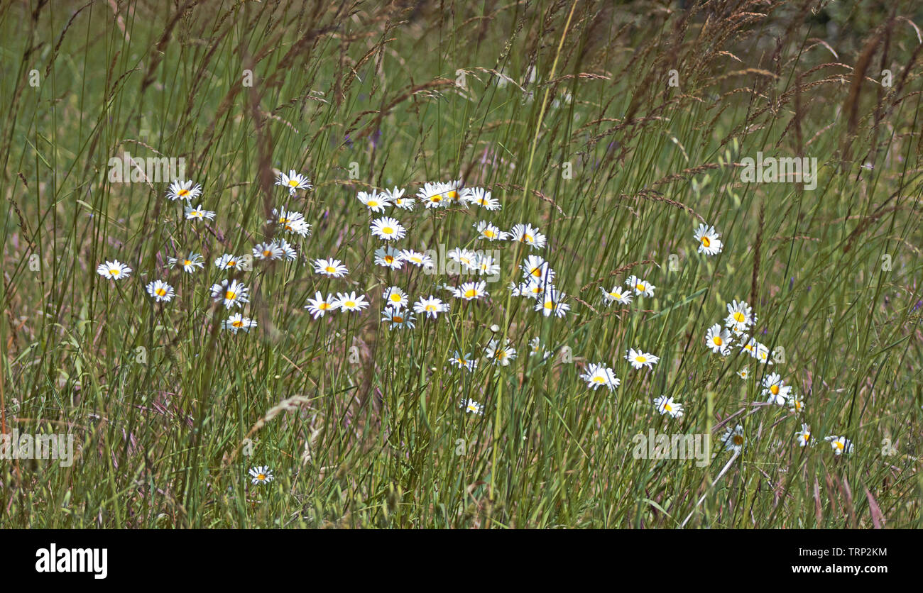 Grassy field hi-res stock photography and images - Alamy