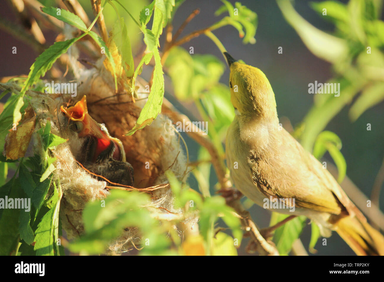 Honeyeater nest hi-res stock photography and images - Alamy