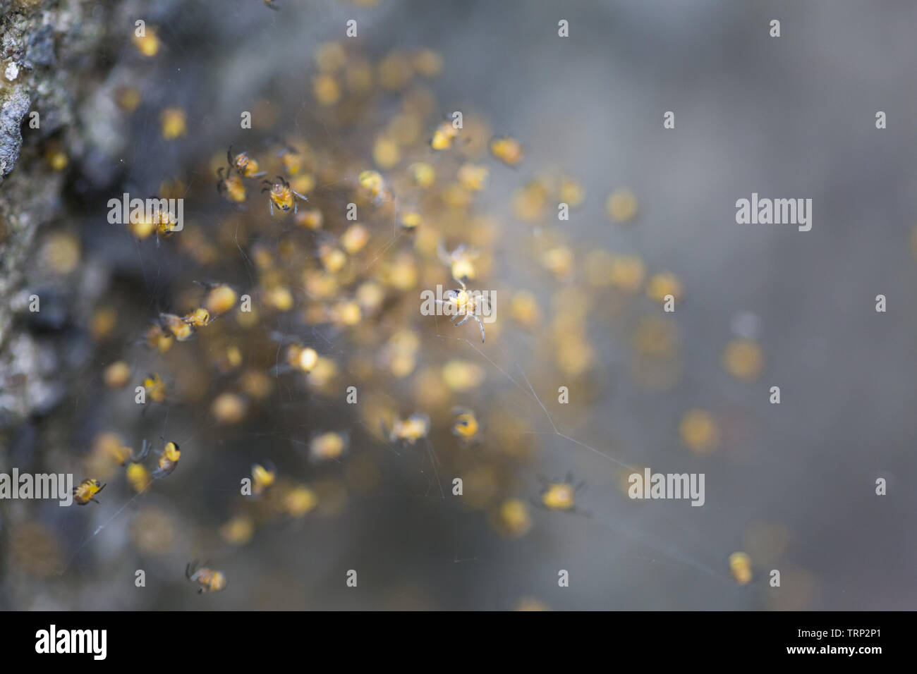 Hundreds of tiny baby spiders in a ball on a spiders web on a concrete ...