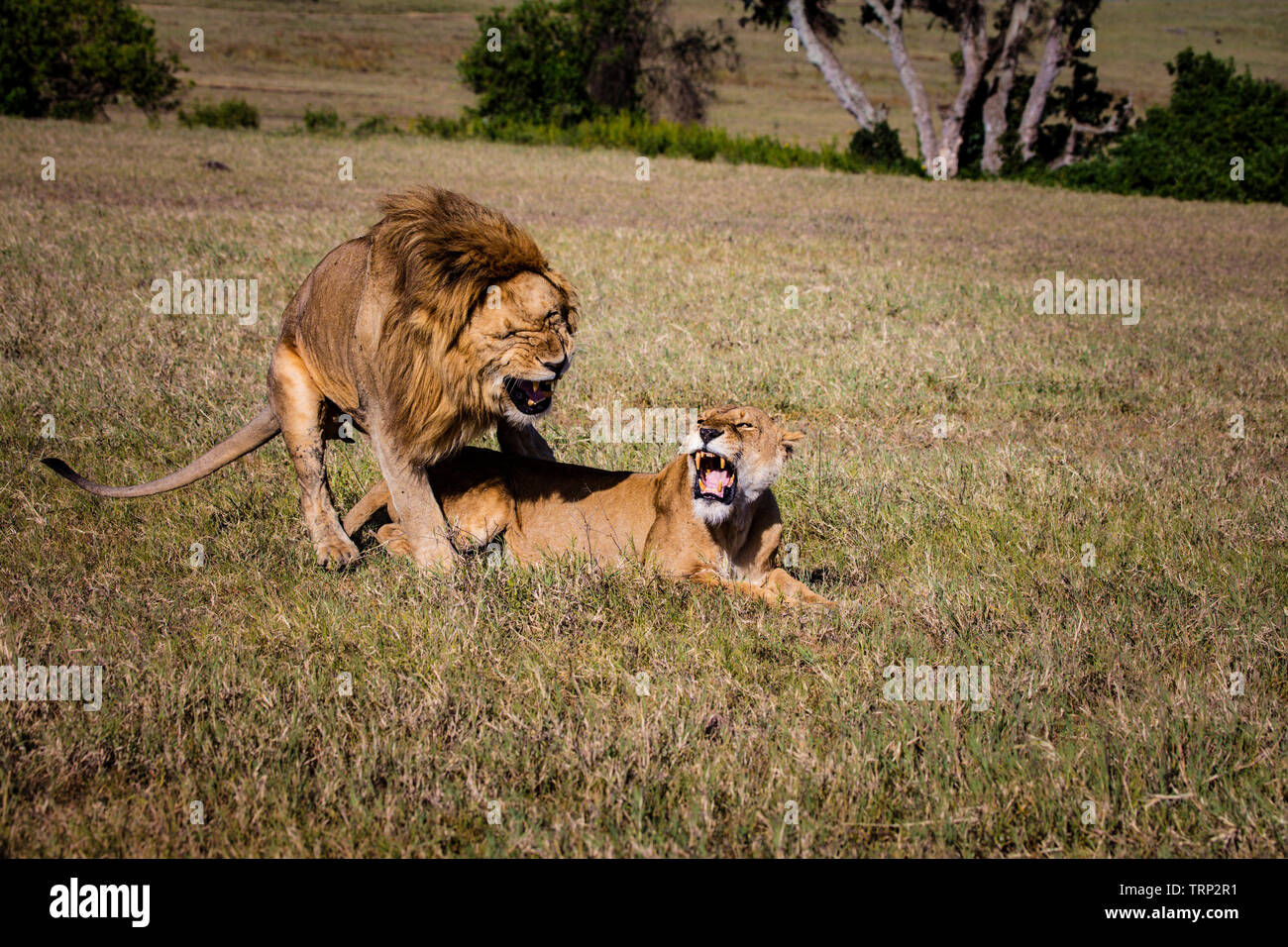 Lions mating, Ngorongoro Crater, Tanzania. Lion population across ...