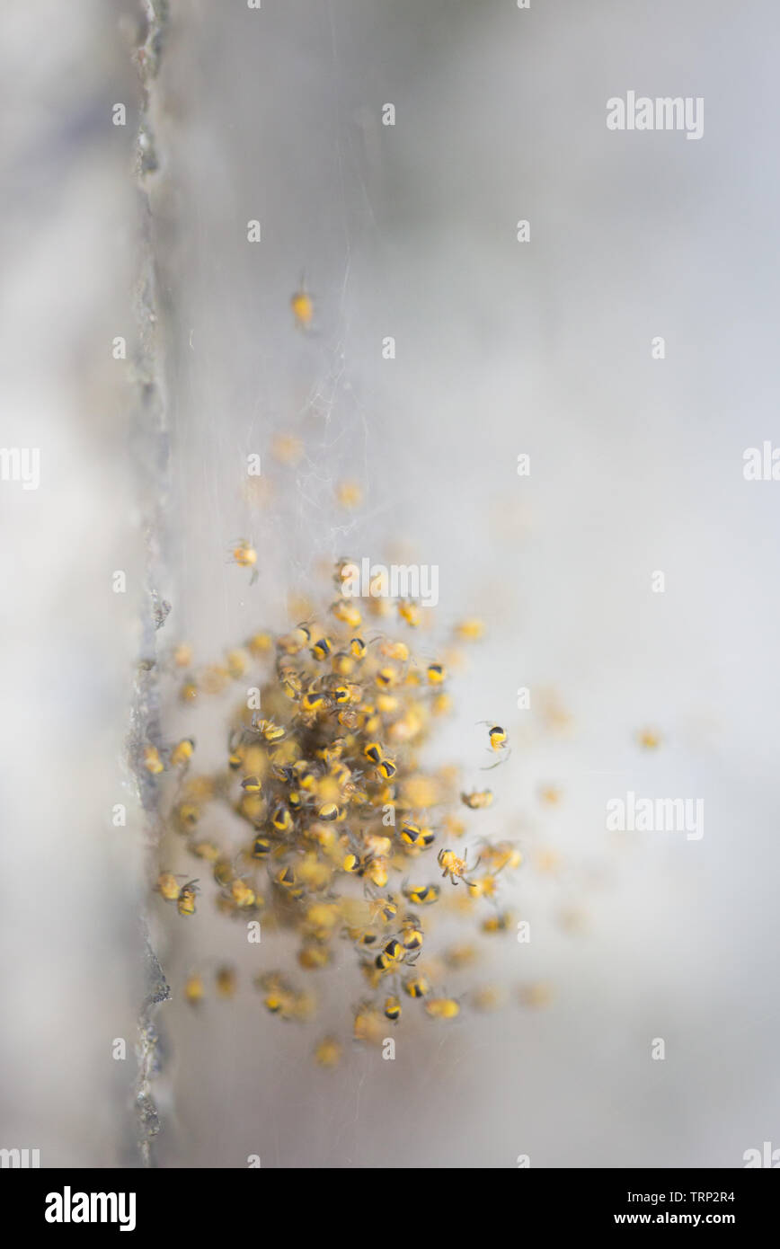 Hundreds of tiny baby spiders in a ball on a spiders web on a concrete ...