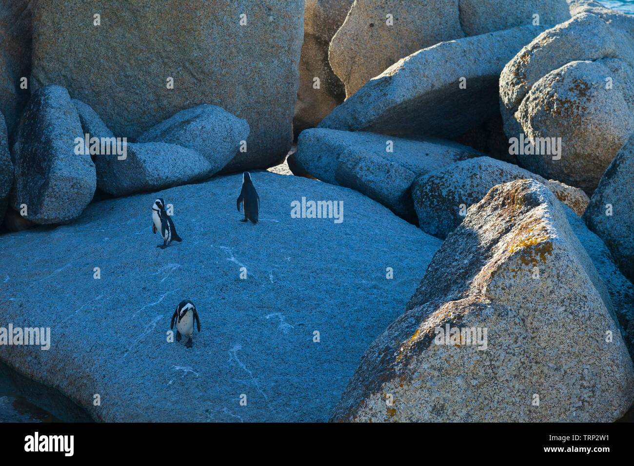 AFRICAN PENGUIN-PINGÜINO DEL CABO (Spheniscus demersus), Boulders Beach ...