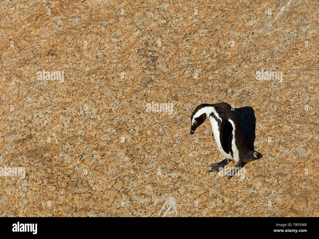 AFRICAN PENGUIN-PINGÜINO DEL CABO (Spheniscus demersus), Boulders Beach ...