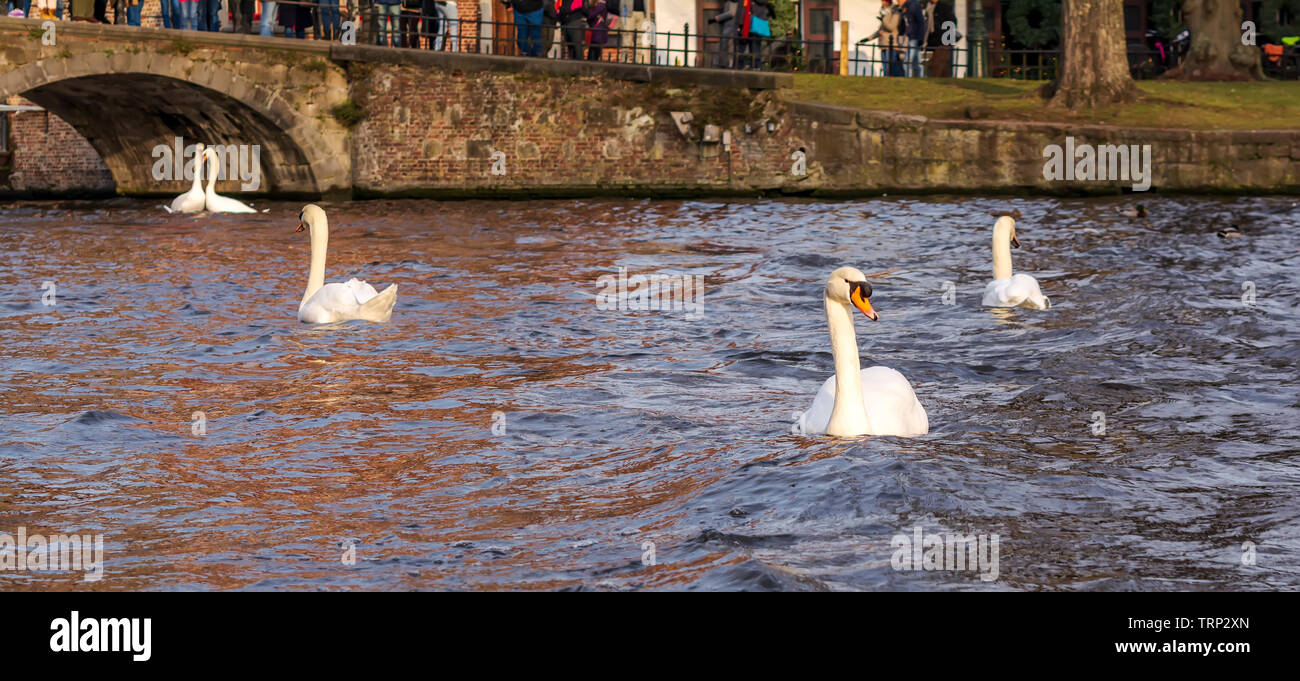 Several white swans floating on the canal waters in Bruges city center ...