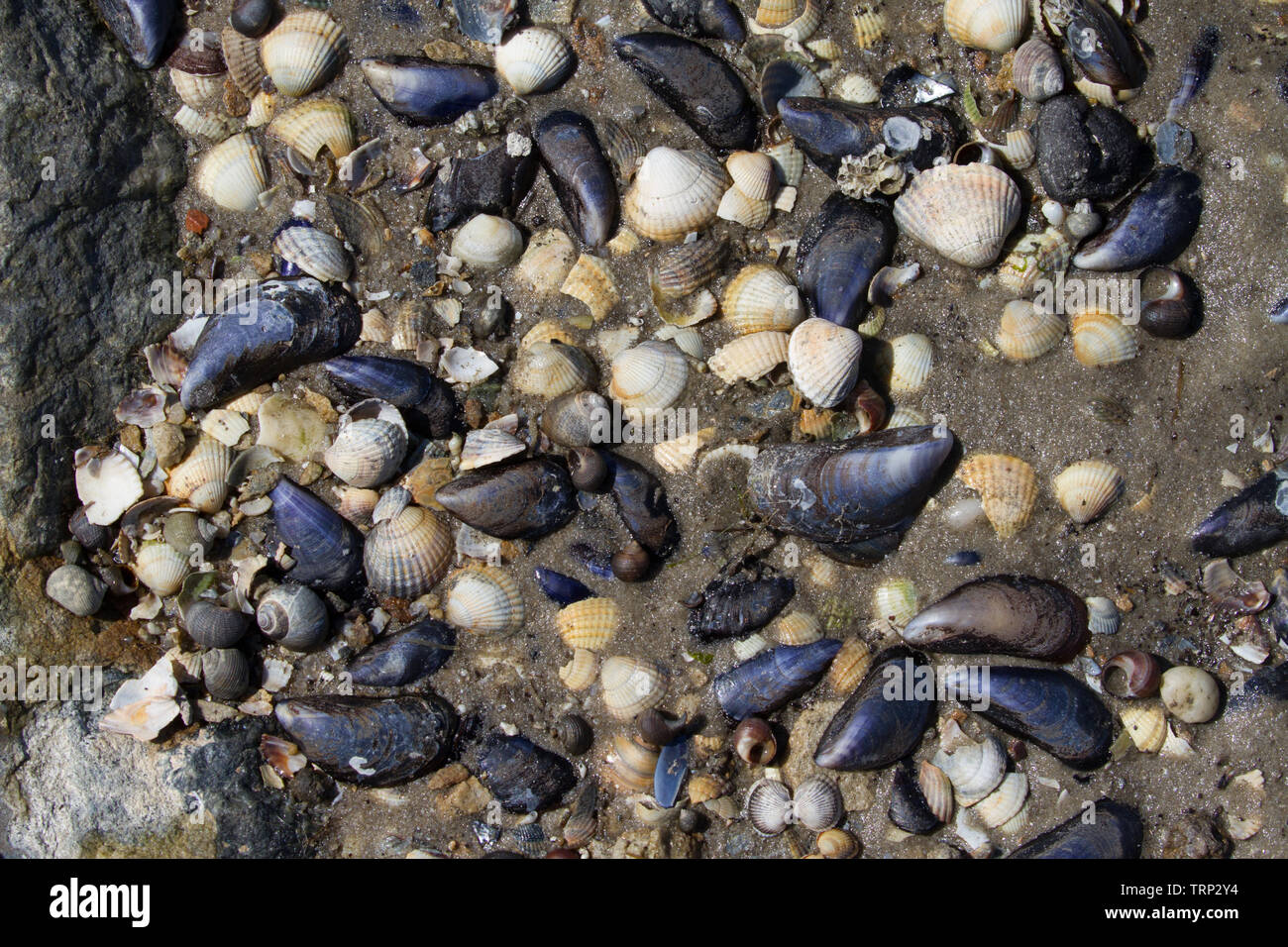 Mixture of old shells of molluscs exposed at low tide. Wadden Sea, East ...