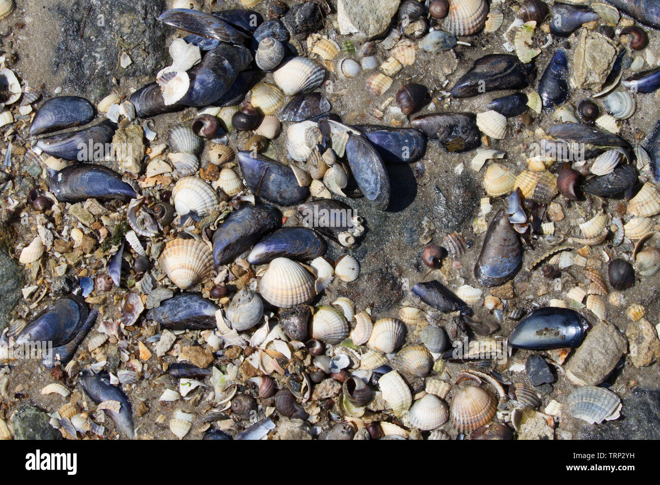Exposed mud flats hi-res stock photography and images - Alamy