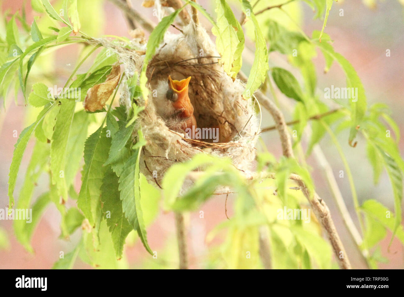 Honeyeater nest hi-res stock photography and images - Alamy