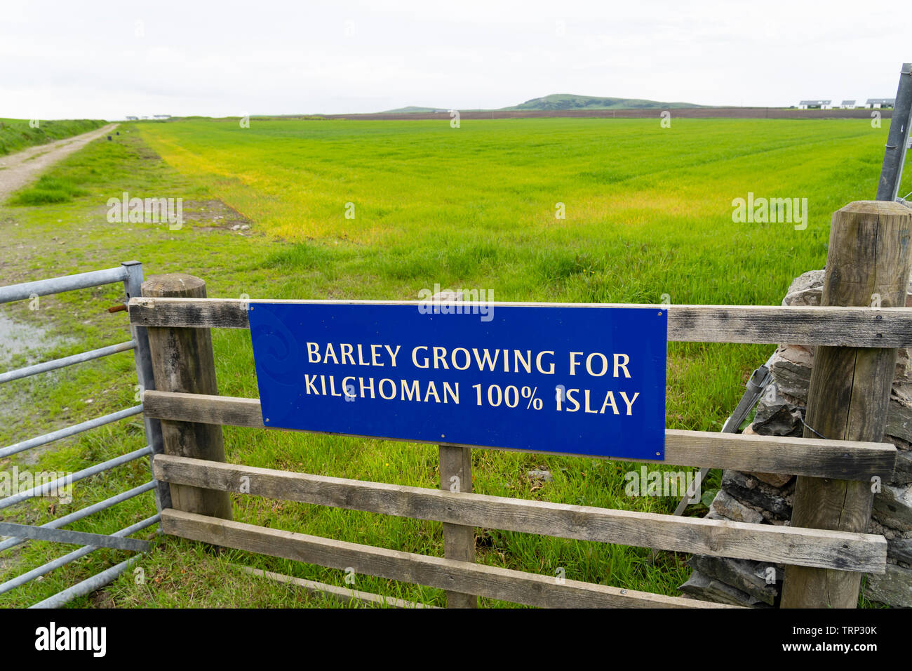 View of field growing barley for Kilchoman Distillery on island of ...