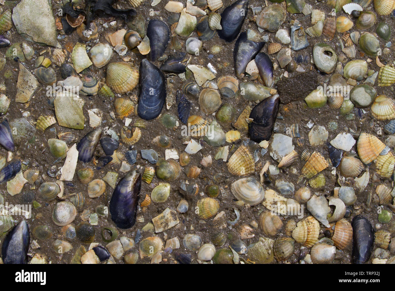 Cockles mud hi-res stock photography and images - Alamy