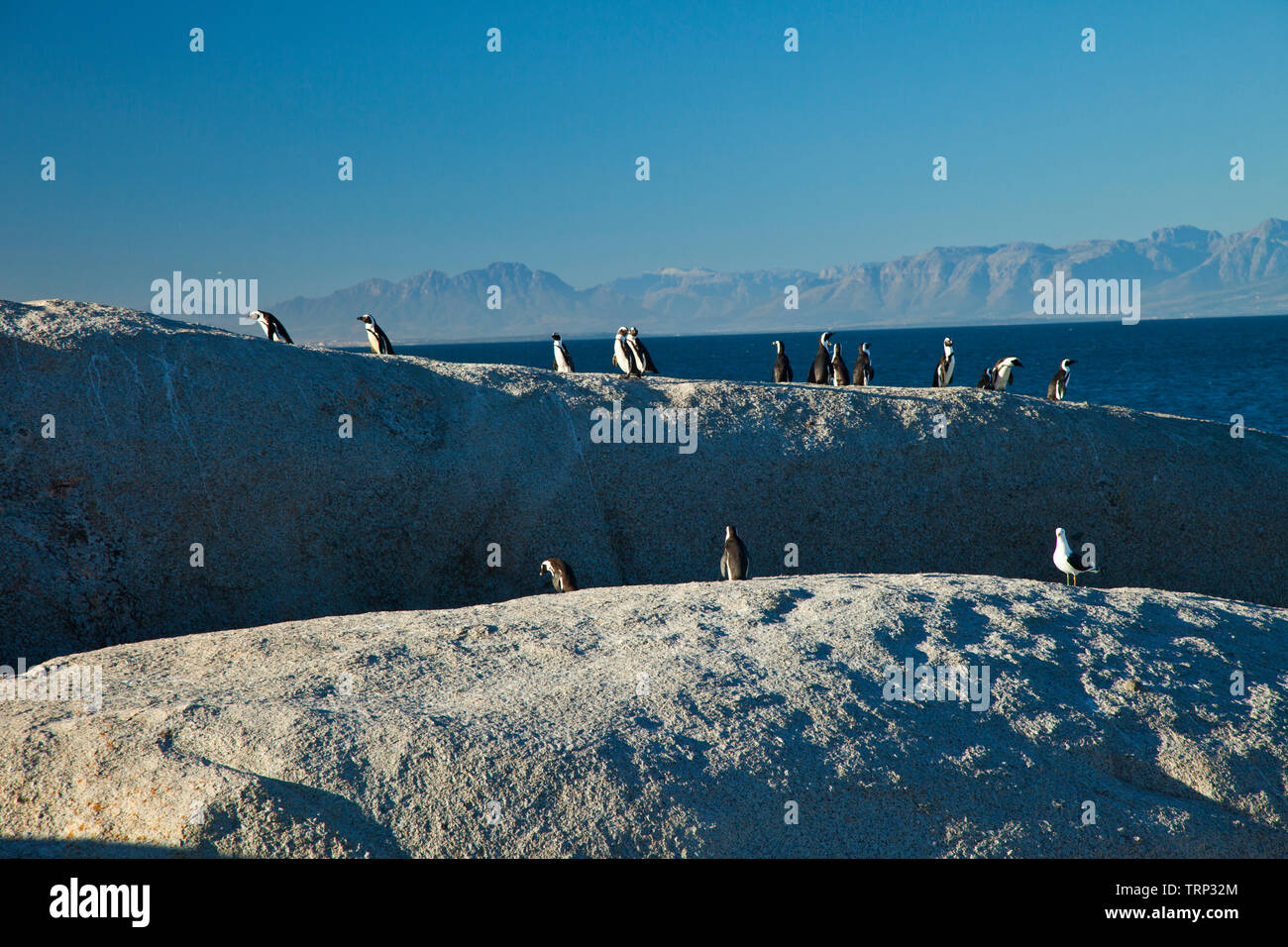 AFRICAN PENGUIN-PINGÜINO DEL CABO (Spheniscus demersus) and BLACK ...