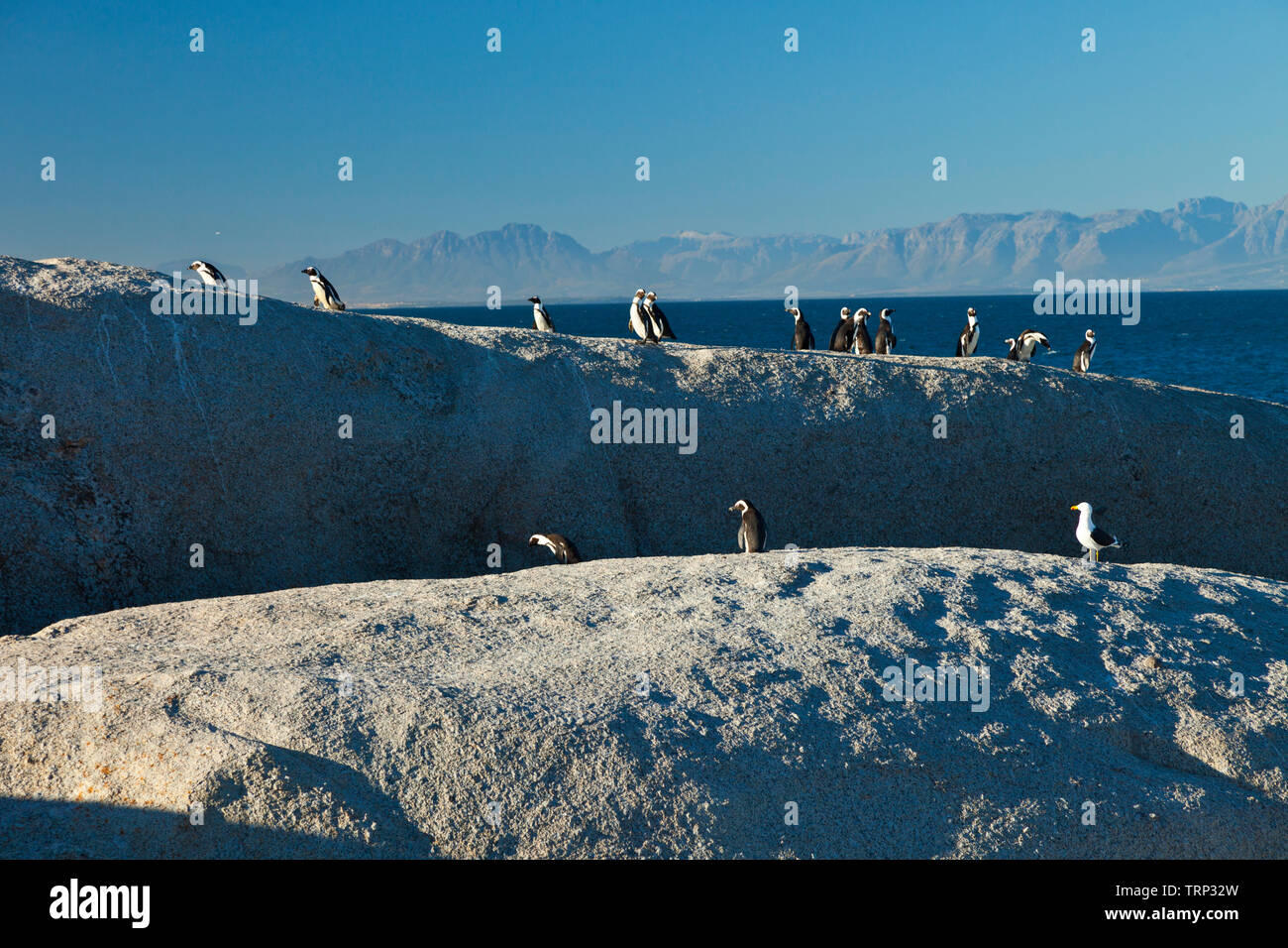 AFRICAN PENGUIN-PINGÜINO DEL CABO (Spheniscus demersus) and BLACK ...