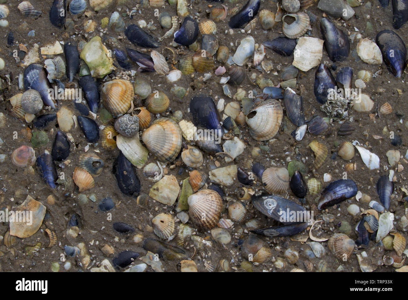 Cockles mud hi-res stock photography and images - Alamy