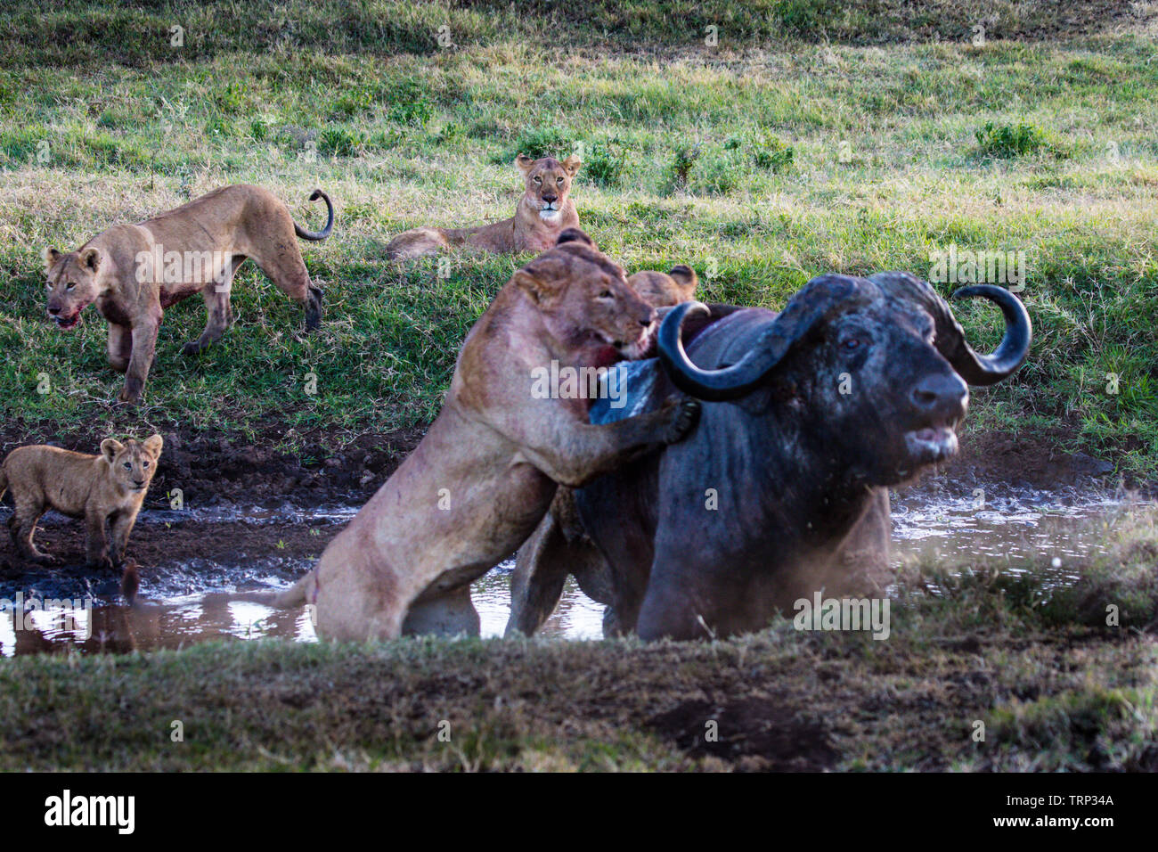 Water Buffalo Lion Fight