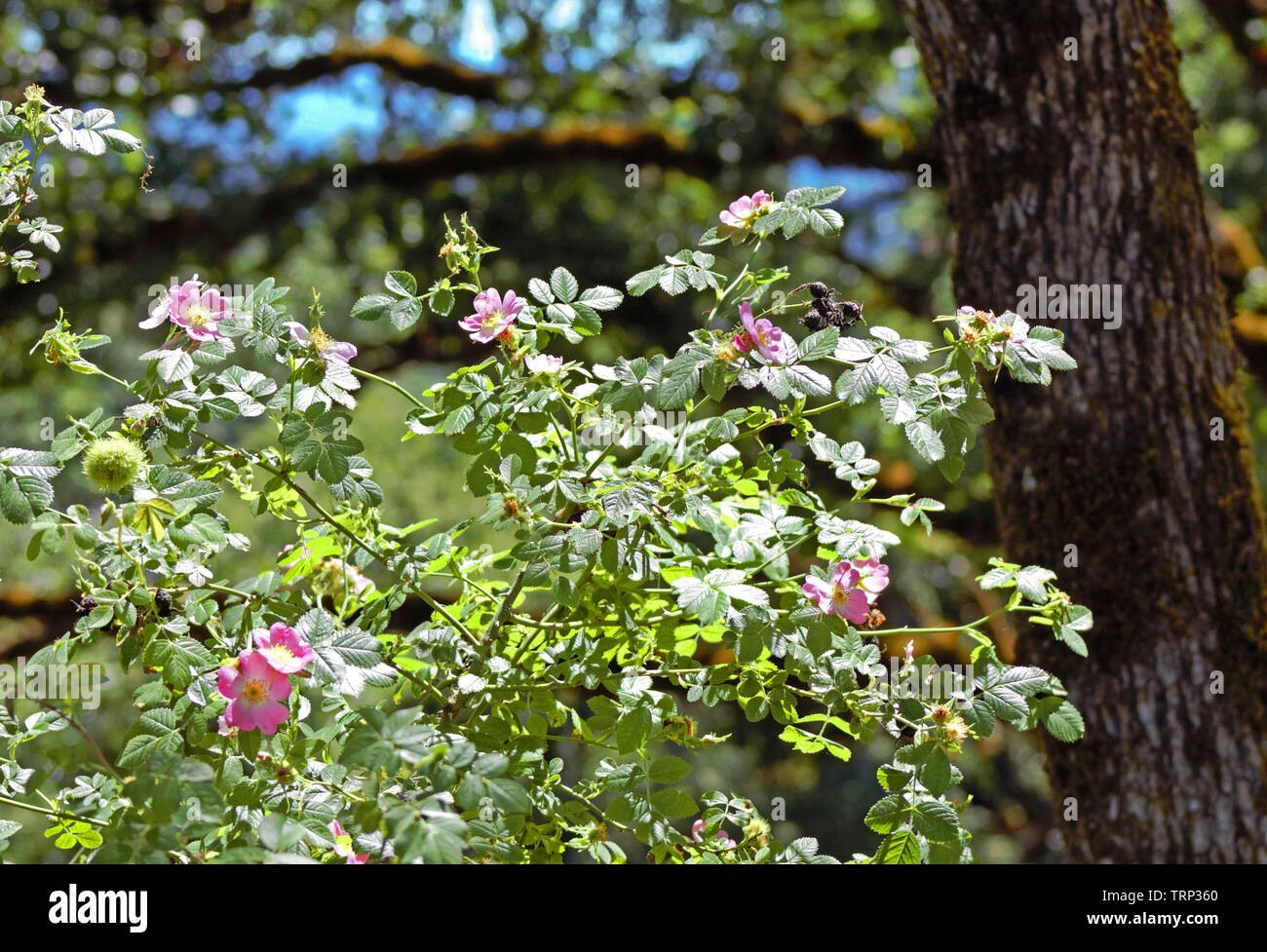Chip ross park hi-res stock photography and images - Alamy