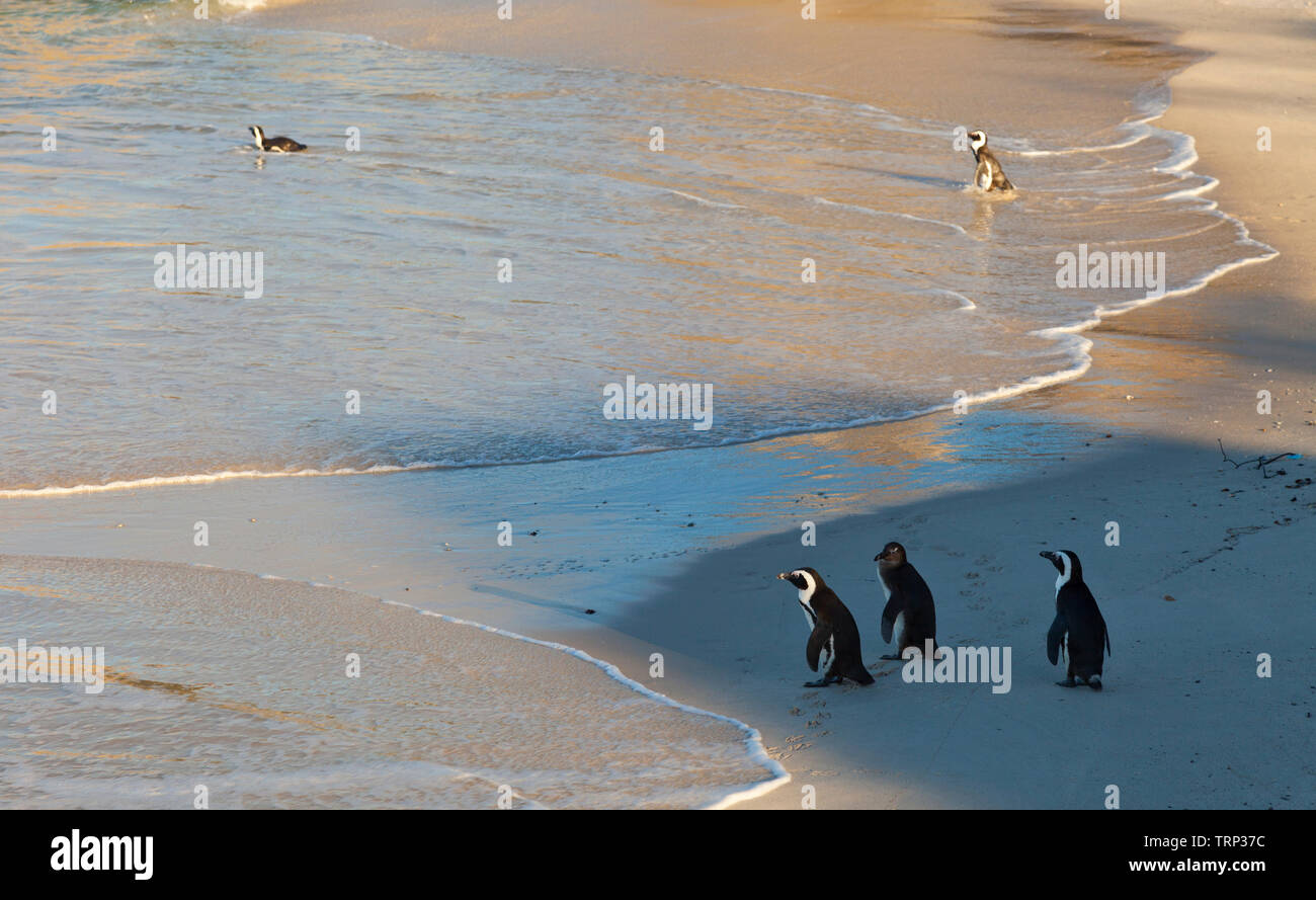 AFRICAN PENGUIN-PINGÜINO DEL CABO (Spheniscus demersus), Boulders Beach ...