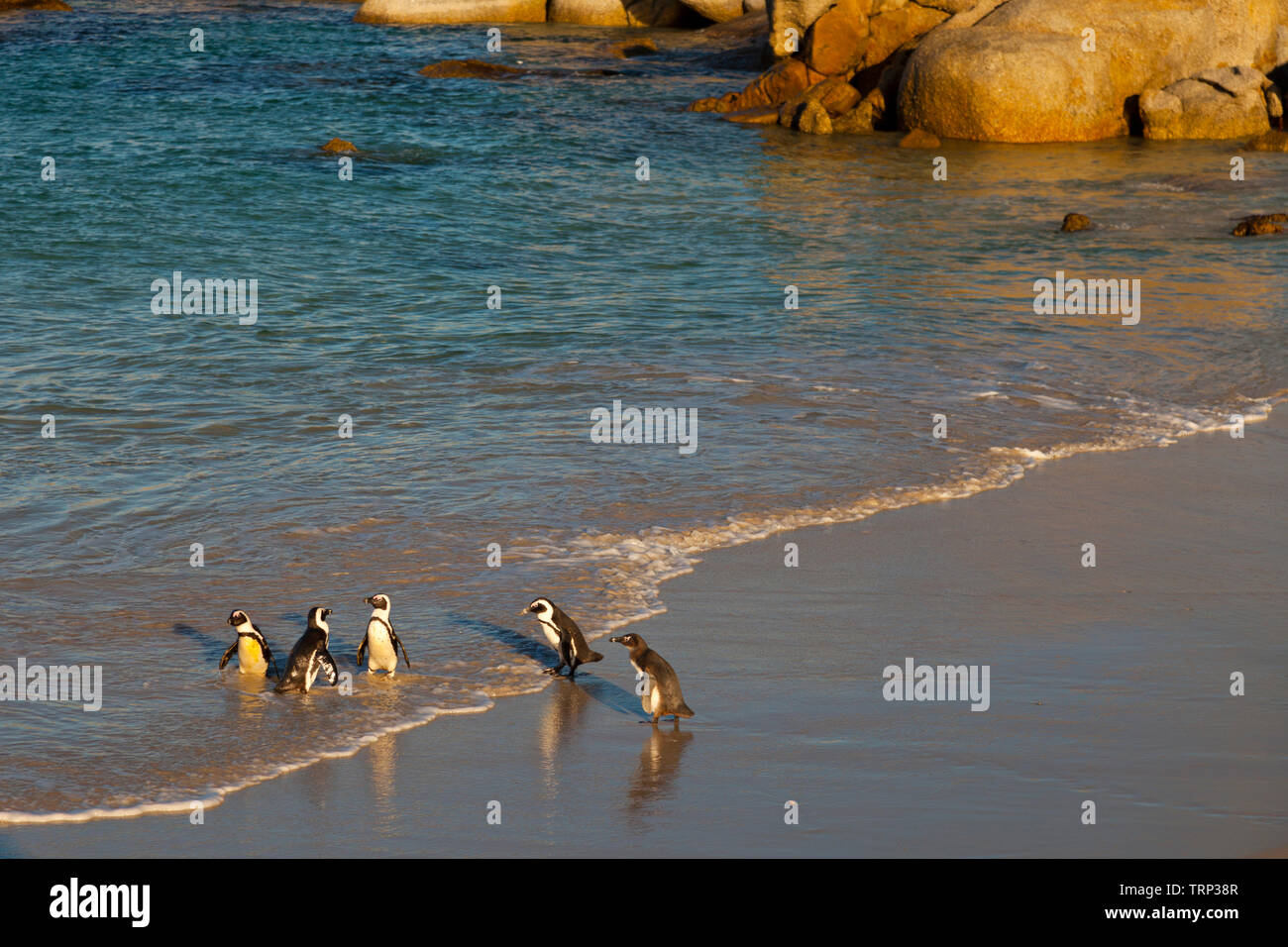 AFRICAN PENGUIN-PINGÜINO DEL CABO (Spheniscus demersus), Boulders Beach ...
