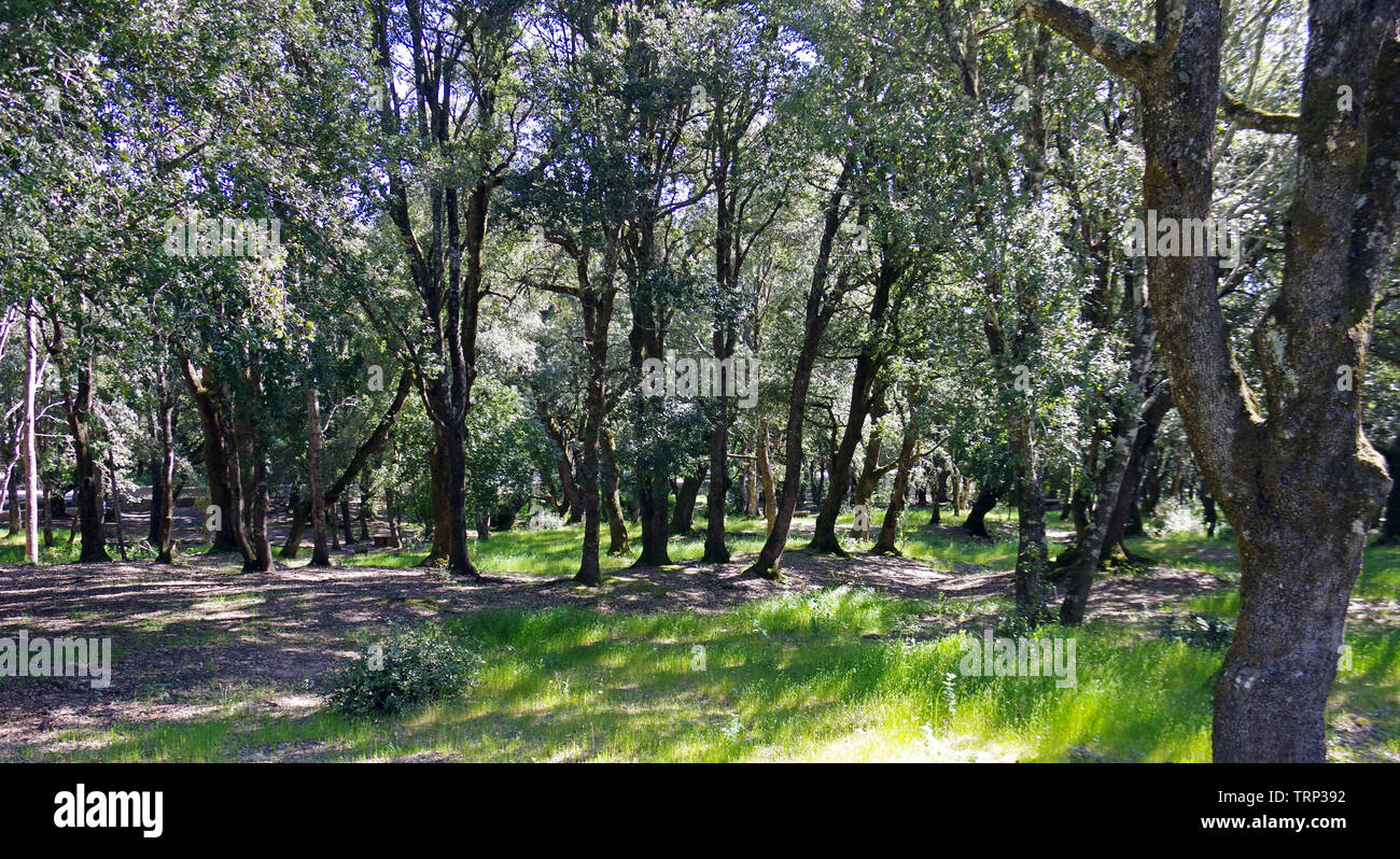 Villagrande Strisaili, Sardinia, Italy, Santa Barbara recreation area ...
