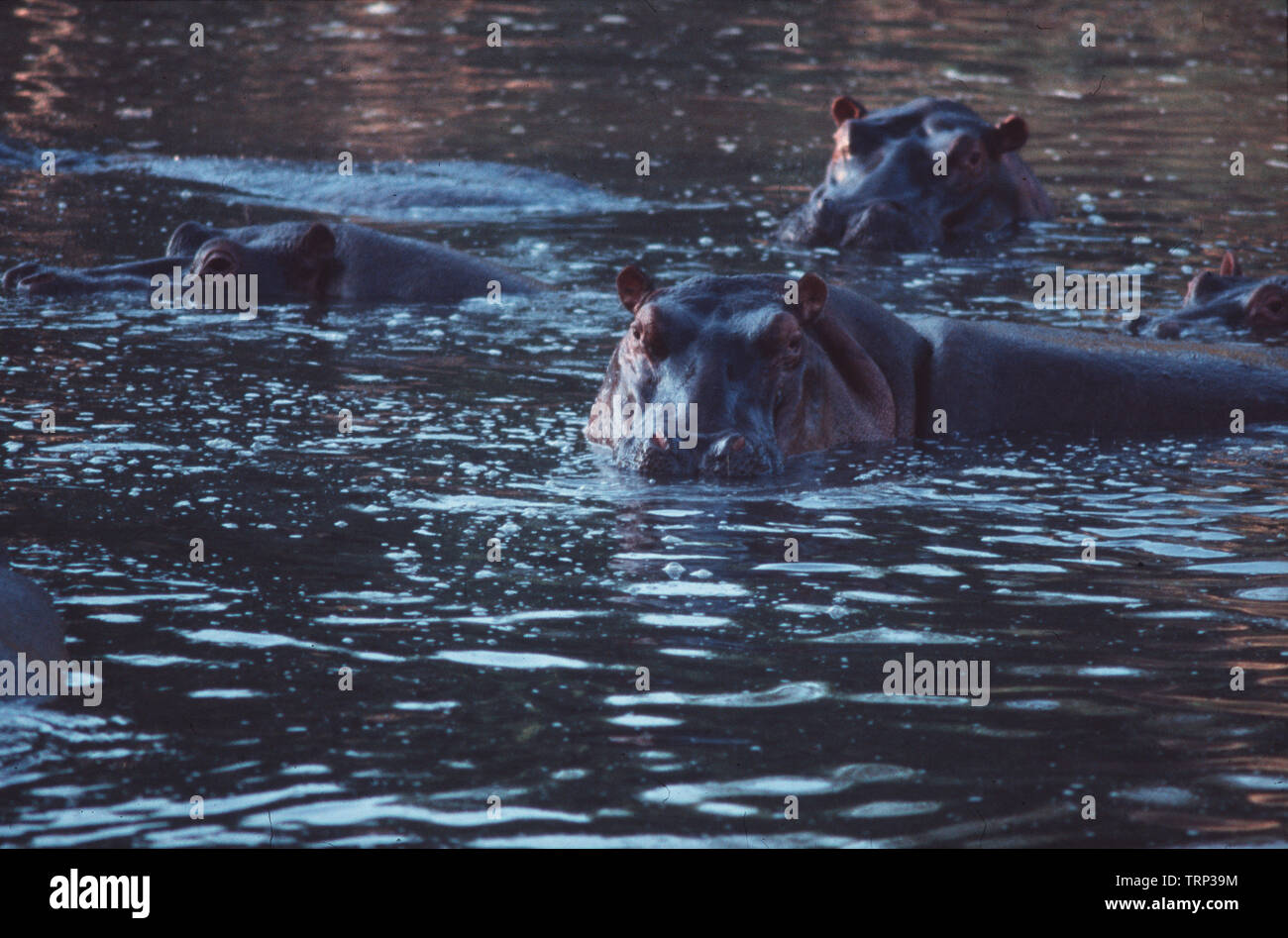 Prediators hi-res stock photography and images - Alamy