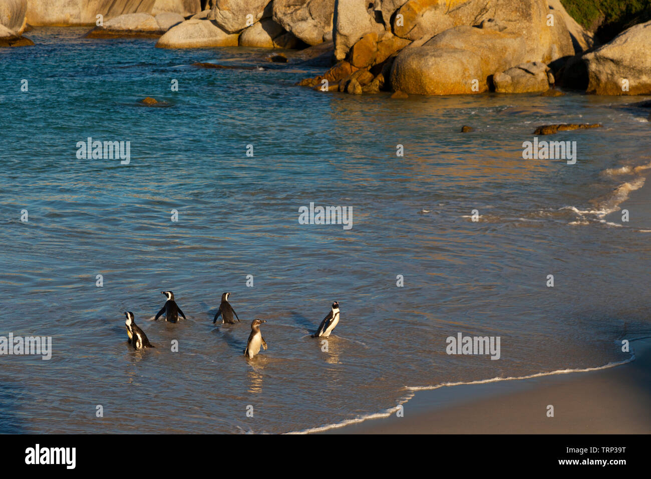 AFRICAN PENGUIN-PINGÜINO DEL CABO (Spheniscus demersus), Boulders Beach ...