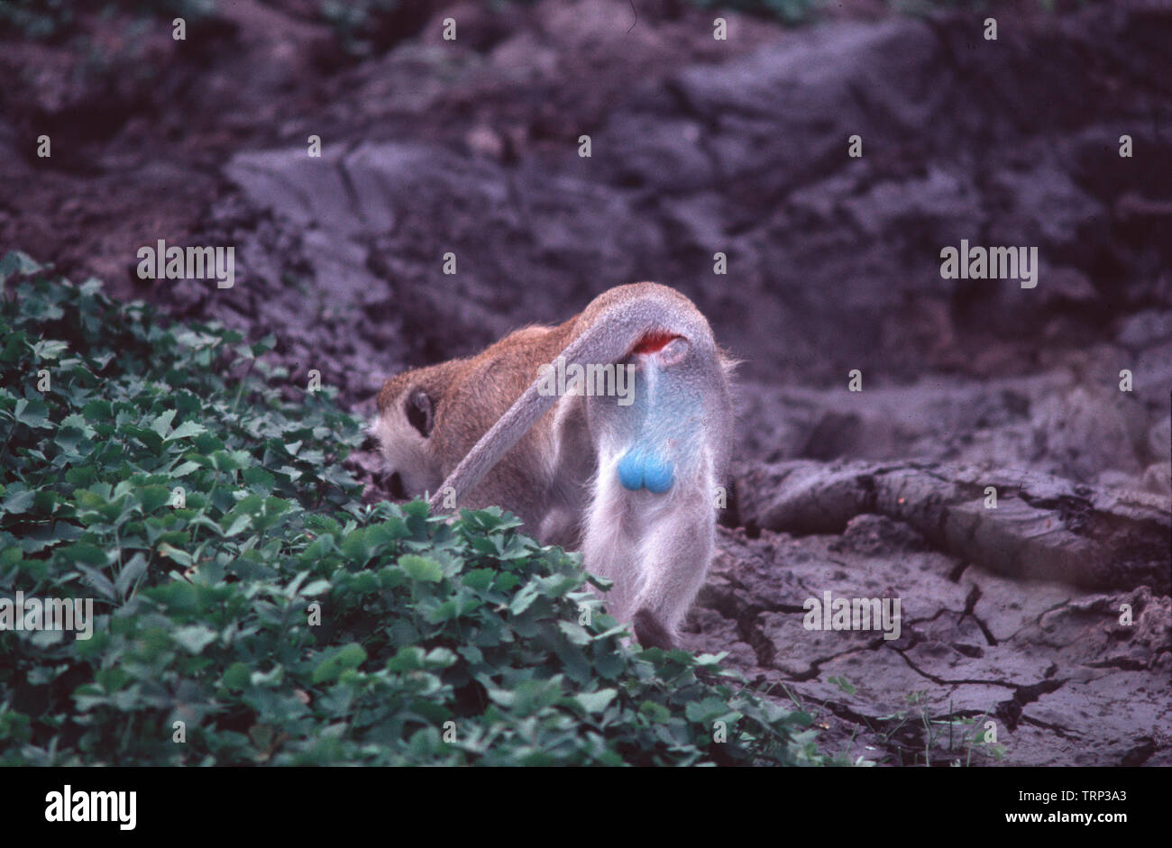 Scortom hi-res stock photography and images - Alamy