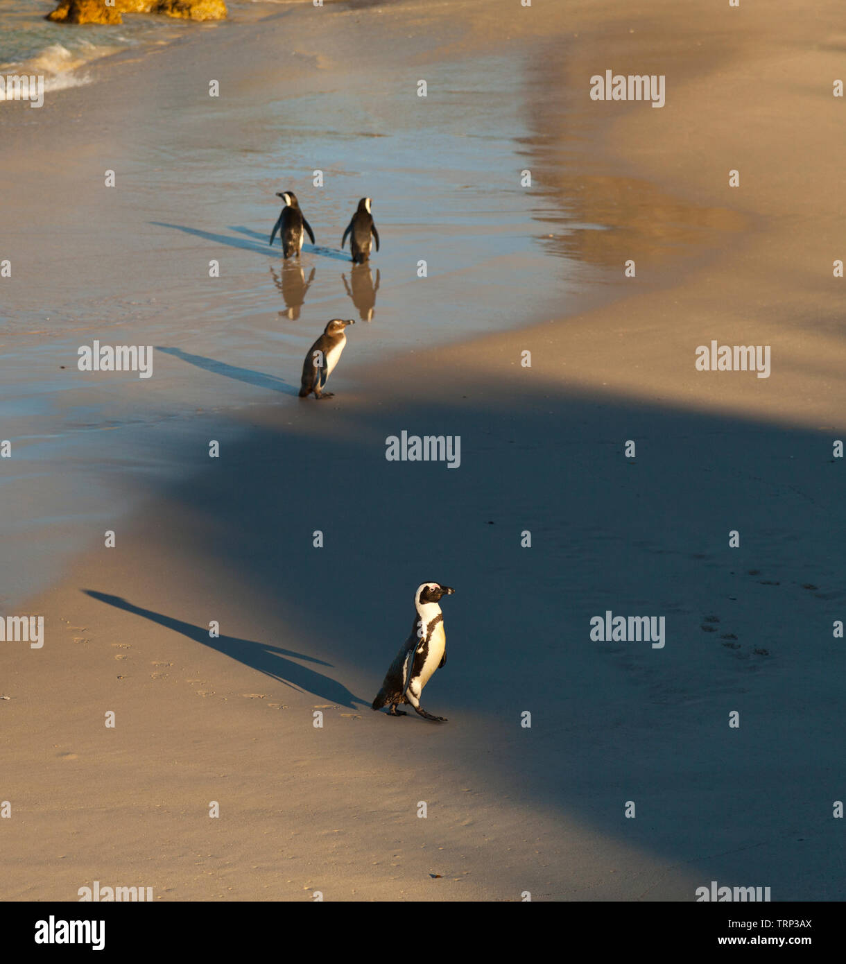 AFRICAN PENGUIN-PINGÜINO DEL CABO (Spheniscus demersus), Boulders Beach ...