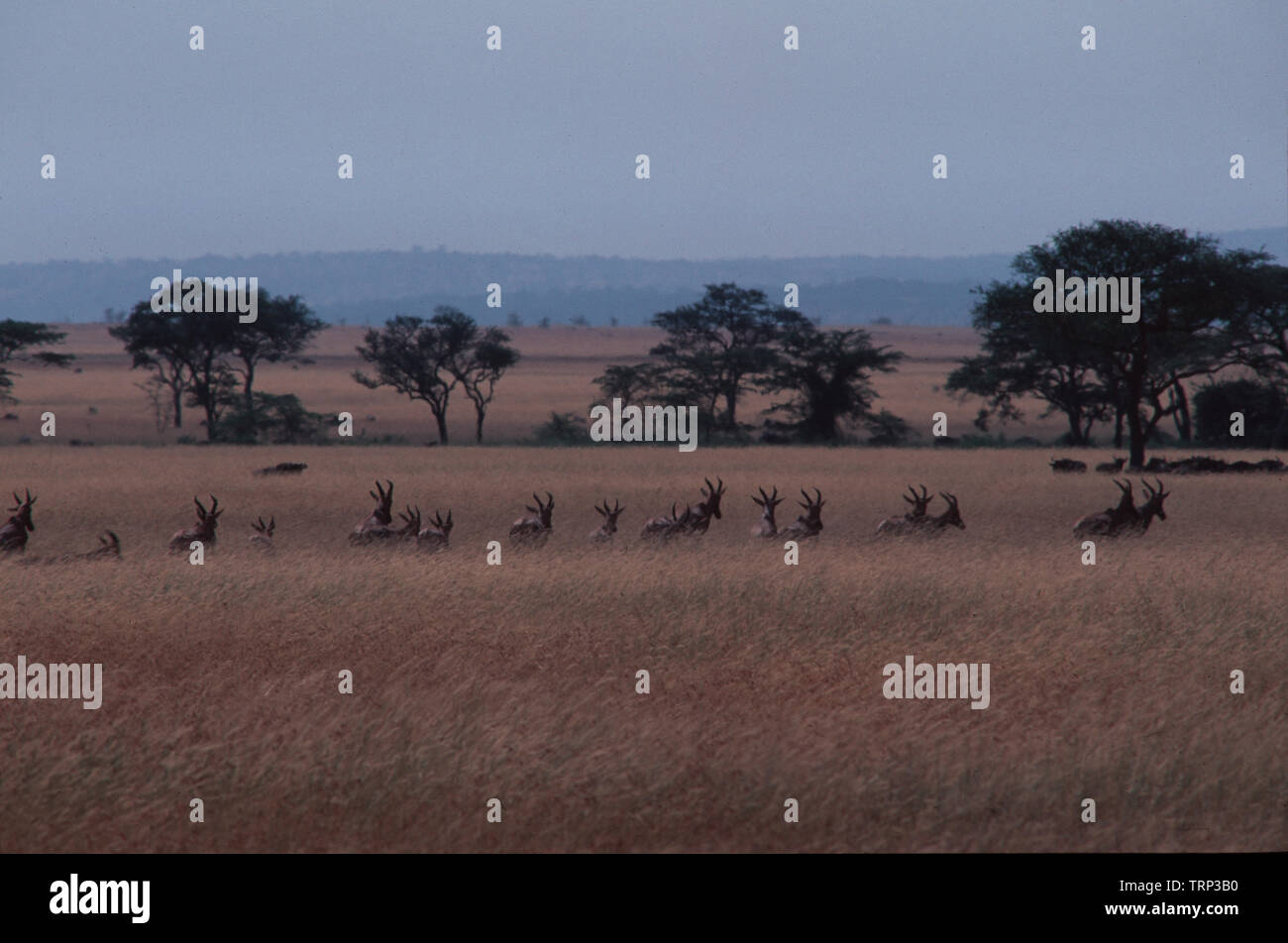 Springbok Grant Gazing Ngorongorocrater,Tanzania Stock Photo - Alamy
