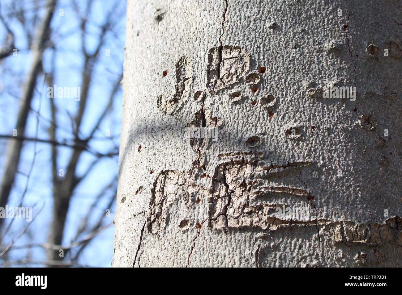 Some initials carved into the trunk of a tree Stock Photo - Alamy