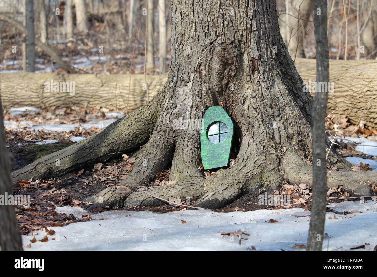 A Fairy door at the base of a large old tree Stock Photo - Alamy