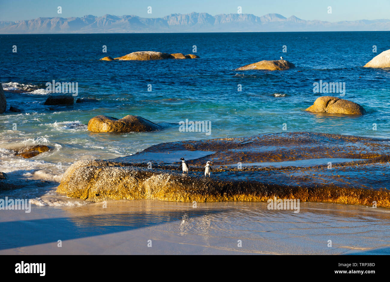 AFRICAN PENGUIN-PINGÜINO DEL CABO (Spheniscus demersus), Boulders Beach ...