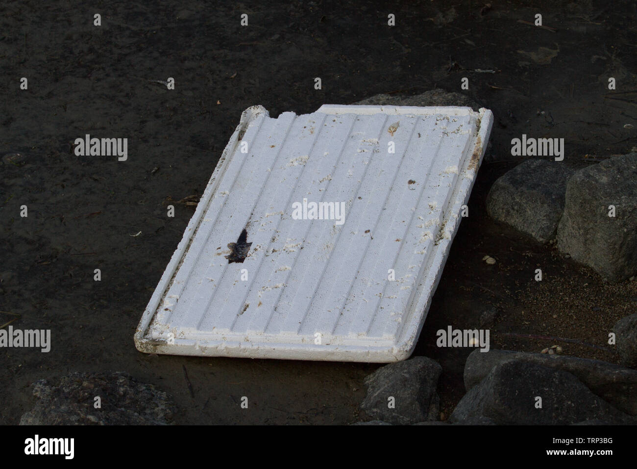 Polystyrene litter hi-res stock photography and images - Alamy