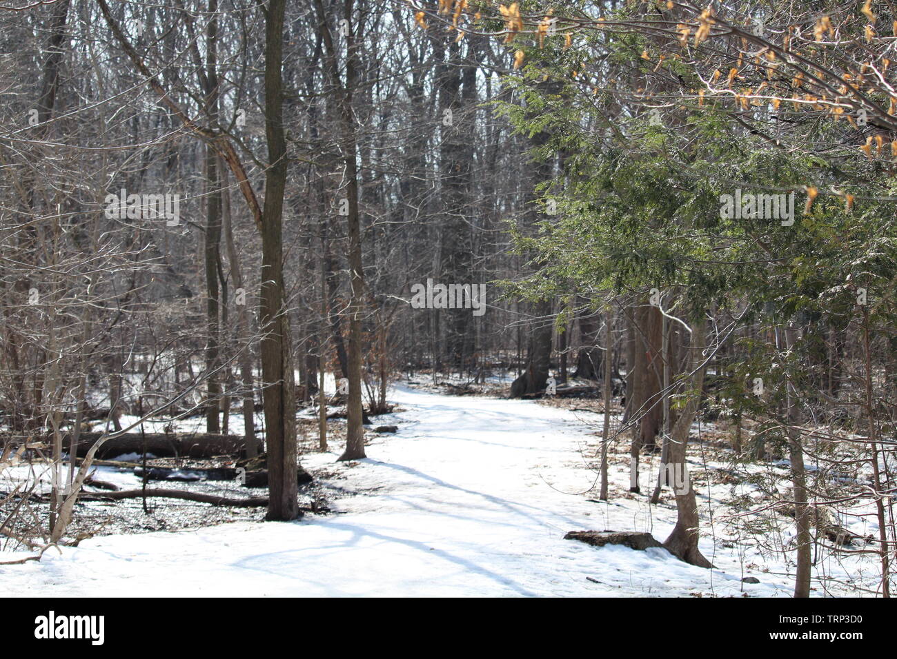 The snowy entrance to the Woods around Humber River Stock Photo - Alamy