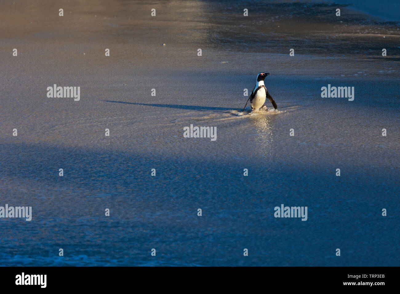 AFRICAN PENGUIN-PINGÜINO DEL CABO (Spheniscus demersus), Boulders Beach ...