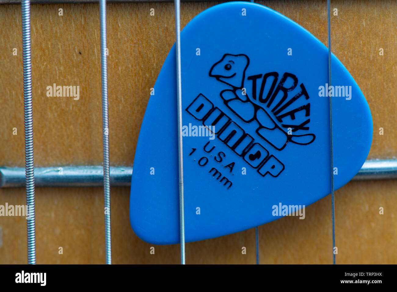 Close up of an electric guitar Tortex 1.0mm plectrum made by Dunlop (U ...