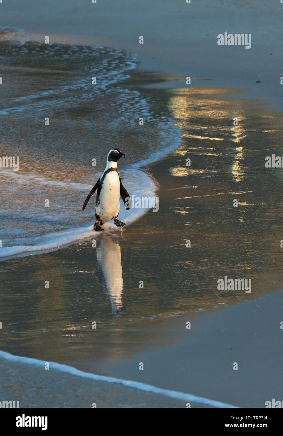 AFRICAN PENGUIN-PINGÜINO DEL CABO (Spheniscus demersus), Boulders Beach ...