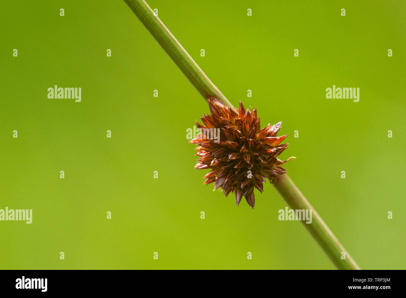 Close up photograph of flower of common or soft rush Juncus effusus ...