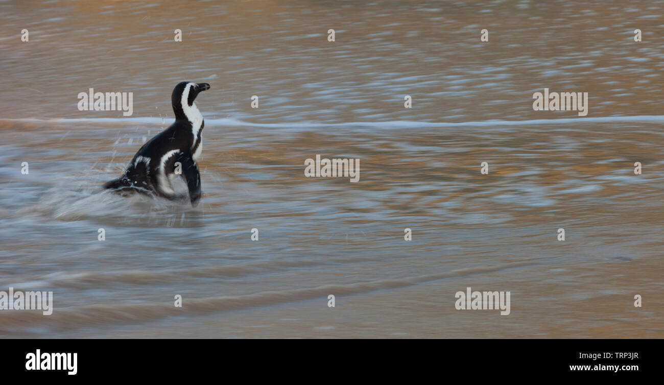 AFRICAN PENGUIN-PINGÜINO DEL CABO (Spheniscus demersus), Boulders Beach ...