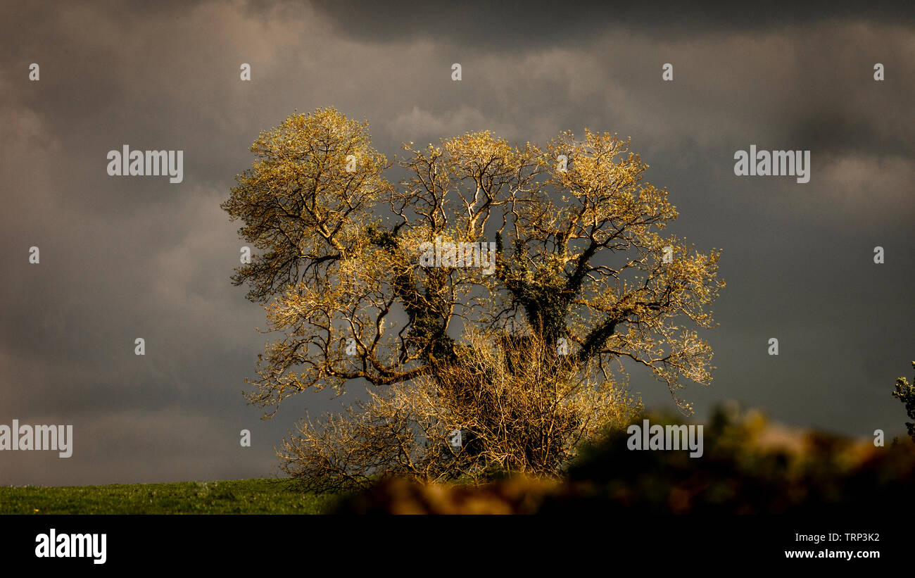 Abnormal tree in old hi-res stock photography and images - Alamy