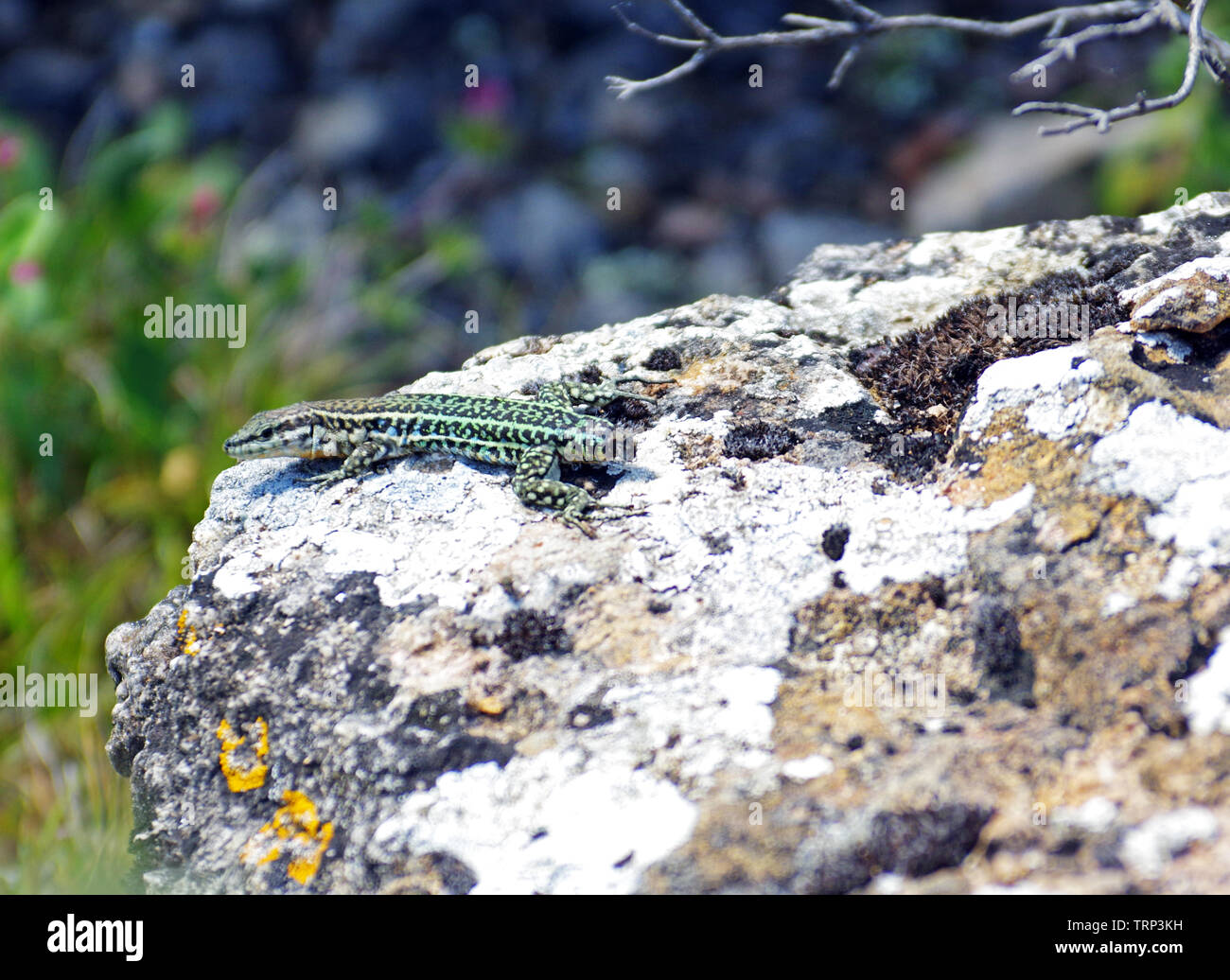 Lizard tail cut hi-res stock photography and images - Alamy