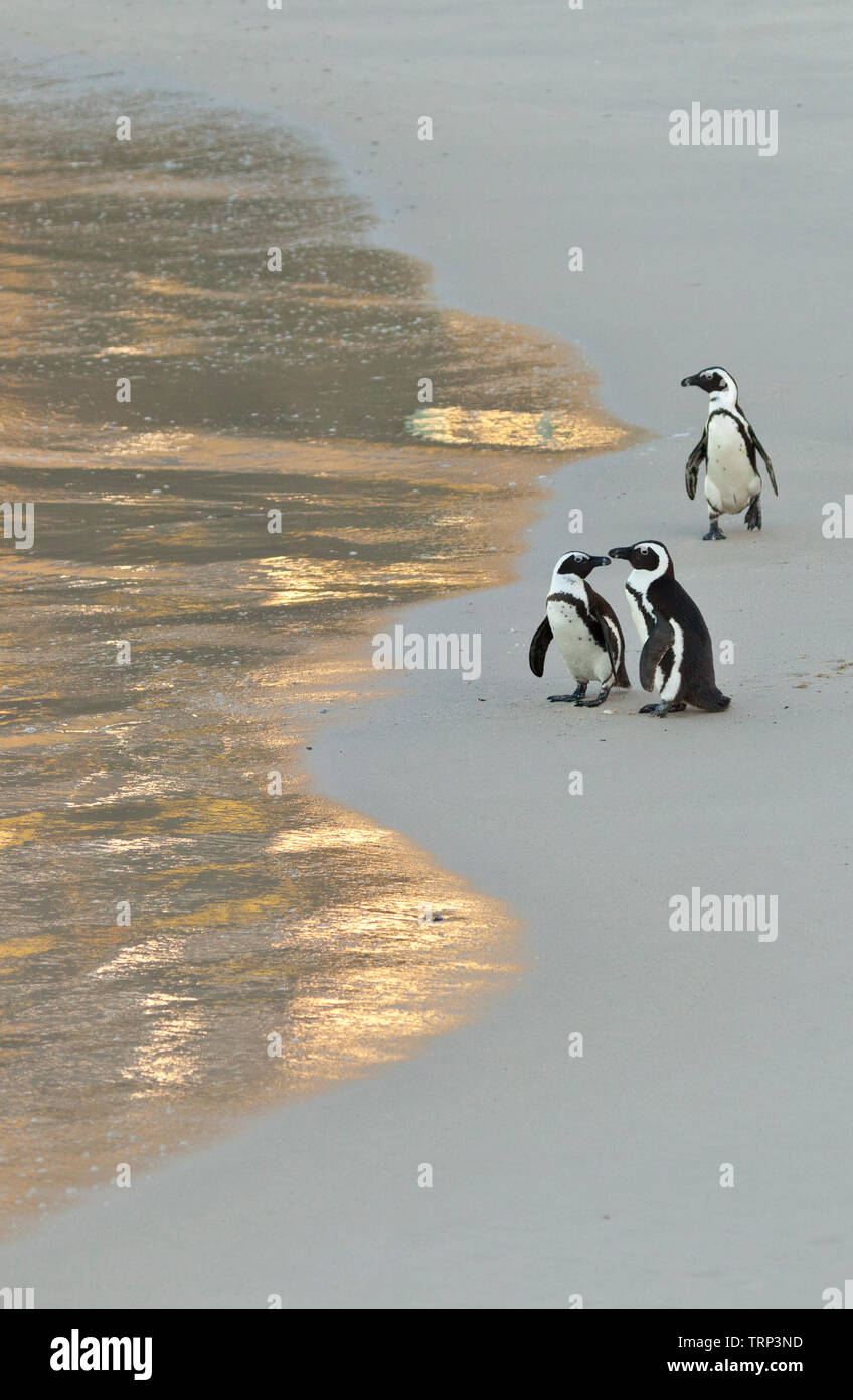 AFRICAN PENGUIN-PINGÜINO DEL CABO (Spheniscus demersus), Boulders Beach ...